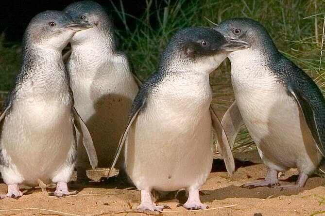 Private Tour of Phillip Island & Penguins with personal tour guide - Key Points