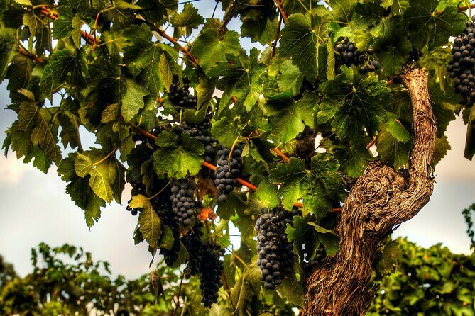 Private Tour of Rojina's Fleurieu in McLaren Vale - The Practicalities and Value