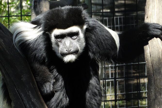 Private Tour of Sonoma Wild Safari Animal Park and Sonoma Redwoods - Final Thoughts: Is This Tour Right for You?