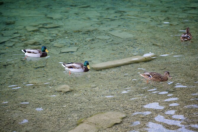 Private tour of the best of Fussen - Sightseeing, Food & Culture with a local - Pricing and Value