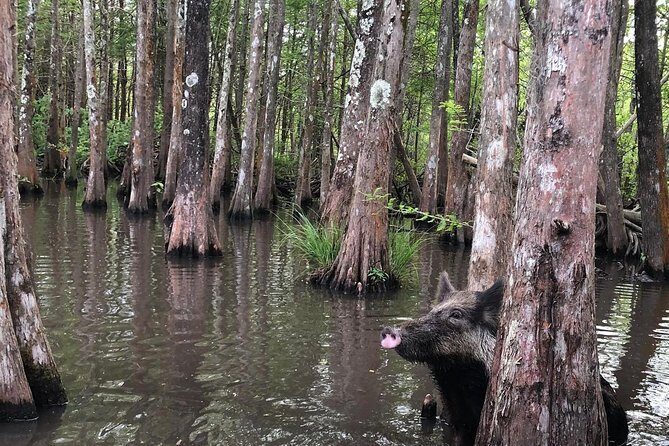 Private Tour of the Honey Island Swamp - FAQ