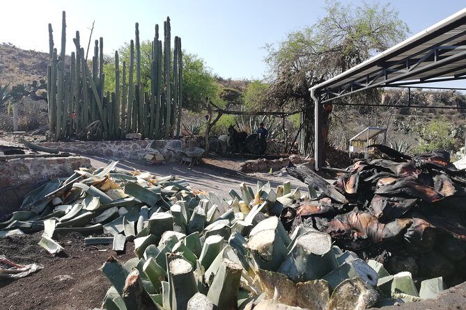 Private Tour of the Mezcal Route with Ancestral Drinks - A Closer Look at the Experience
