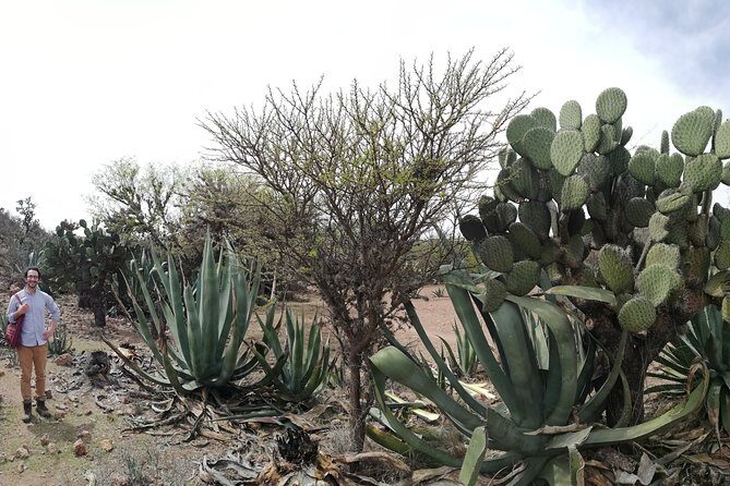 Private Tour of the Mezcal Route with Ancestral Drinks - FAQ