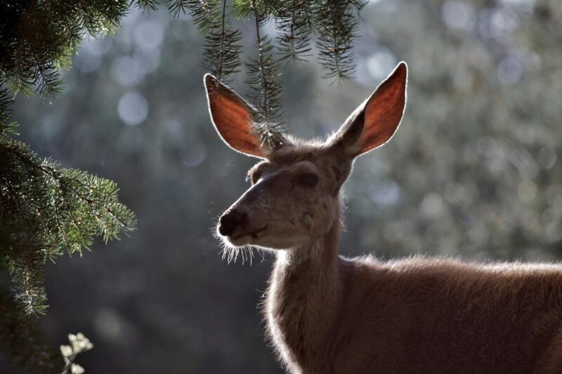 Private Tour of Yellowstone National Park - The Logistics: Comfort and Flexibility