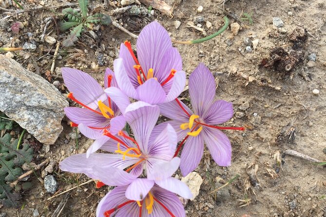 Private Tour on Paros Island - Tour Inclusions and Pricing