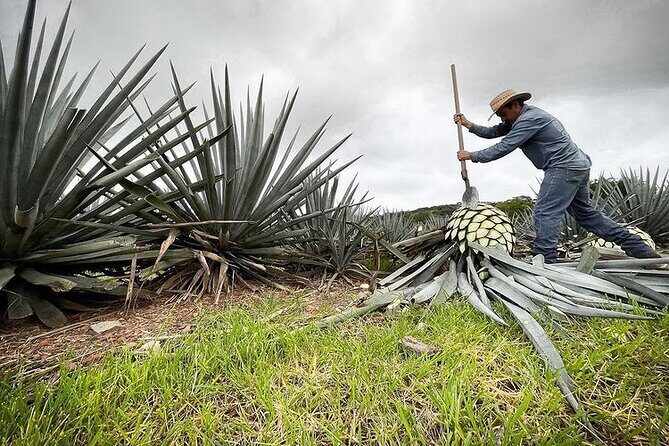 Private Tour one day in Guachimontones and La Fortaleza Distillery - The Sum Up