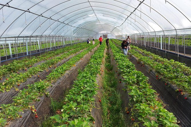[Private Tour] Organic Strawberry Farm & Nami Island & Petite France - A Closer Look at the Itinerary
