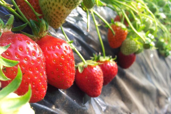 [Private Tour] Organic Strawberry Farm & Nami Island & Petite France - The Sum Up