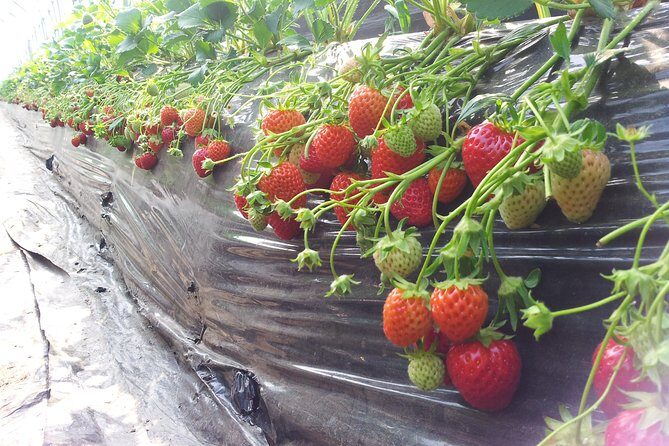 [Private Tour] Organic Strawberry Farm & Nami Island & Petite France - FAQ