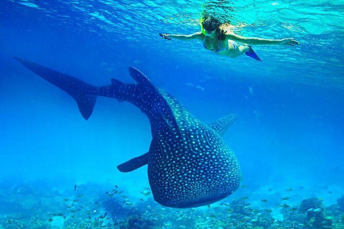 Private Tour: Oslob Cebu Whale Shark Experience - Introduction: What’s on Offer?