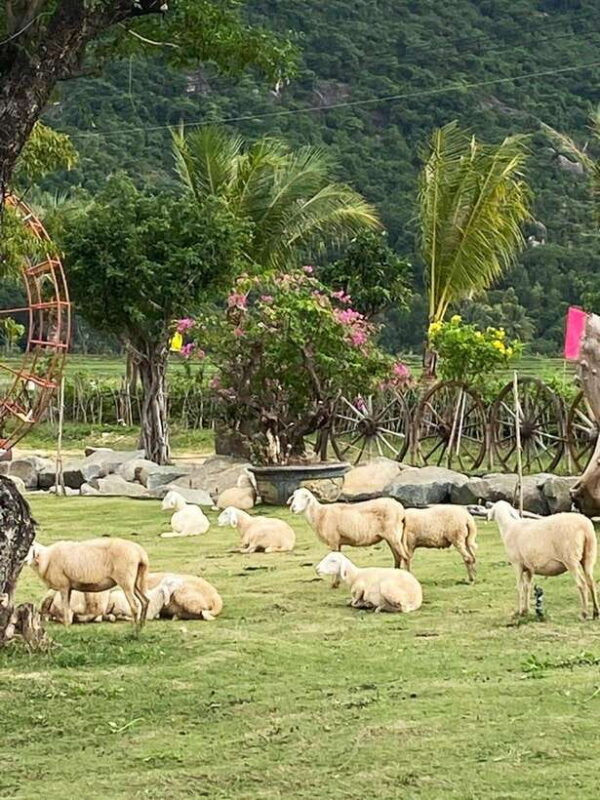 Private Tour | Phan Rang Sand Dune: Departs from Nha Trang - Delicious Vietnamese Cuisine and Local Hospitality