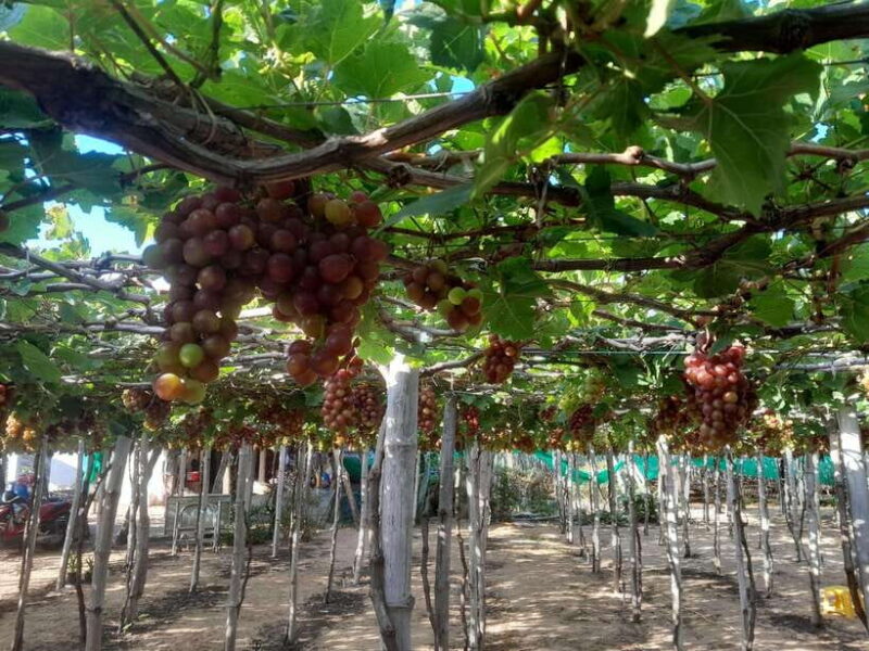 Private Tour | Phan Rang Sand Dune: Departs from Nha Trang - Who Will Enjoy This Tour?