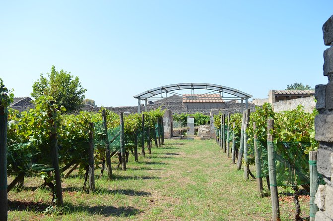 Private Tour: Pompeii & Wine Tasting at the Slopes of Mt Vesuvius - What We Loved About This Tour