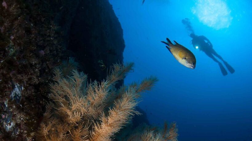 Private tour | Ponta de São Lourenço (Scuba & Snorkeling) - Key Points
