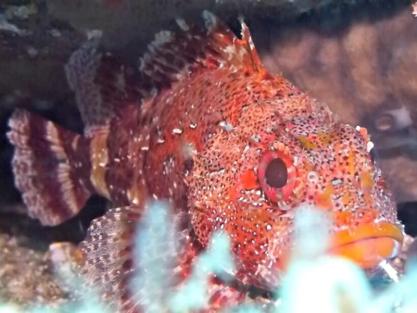 Private tour | Ponta de São Lourenço (Scuba & Snorkeling) - Final Thoughts