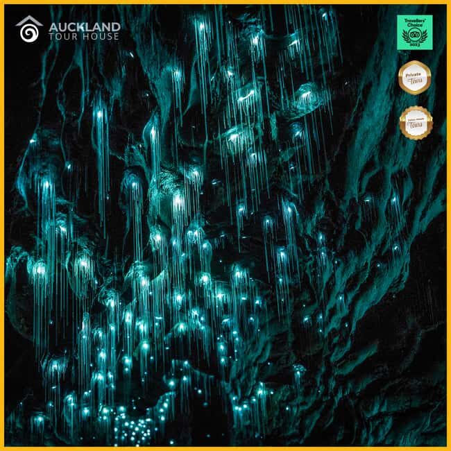 Private Tour: Private Tour: Waitomo Caves (Flexible) - Discover the Wonders of Waitomo on Your Terms
