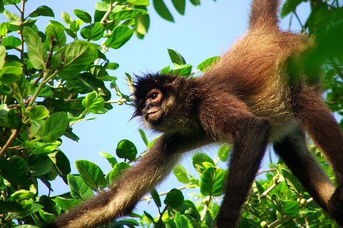 Private Tour Punta Laguna Monkey Sanctuary Zip Line - Discover the Hidden Magic of Punta Laguna with a Private Jungle Adventure
