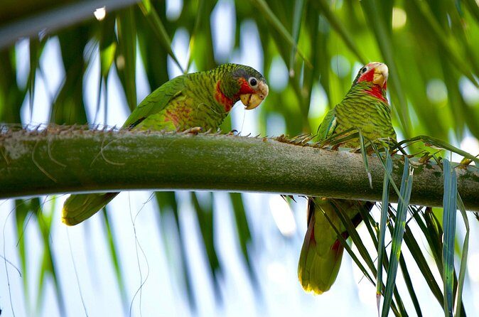 Private Tour Queen Elizabeth Botanic Park & Pedro St James Castle - Who Would Love This Tour?