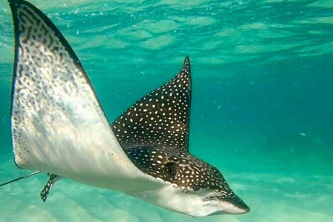 Private Tour Reefs and Corals Puerto Morelos Snorkel Lunch - Final Thoughts