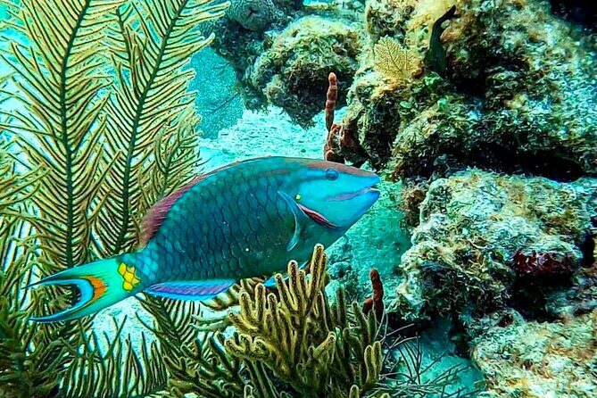 Private Tour Reefs and Corals Puerto Morelos Snorkel Lunch - FAQs