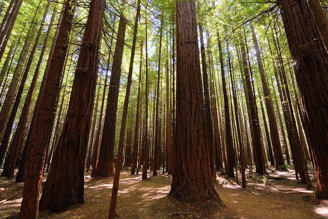 Private Tour: Rotorua and Waitomo Caves Day Trip from Auckland - FAQ