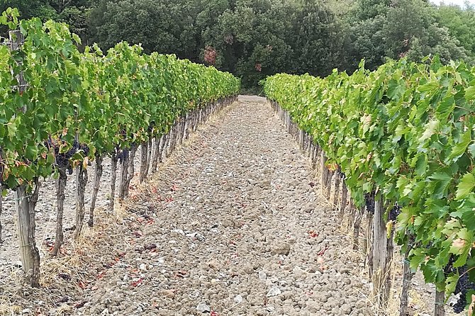 PRIVATE TOUR: Savor Exquisite Wines: Brunello & Nobile Wine Tour - FAQ