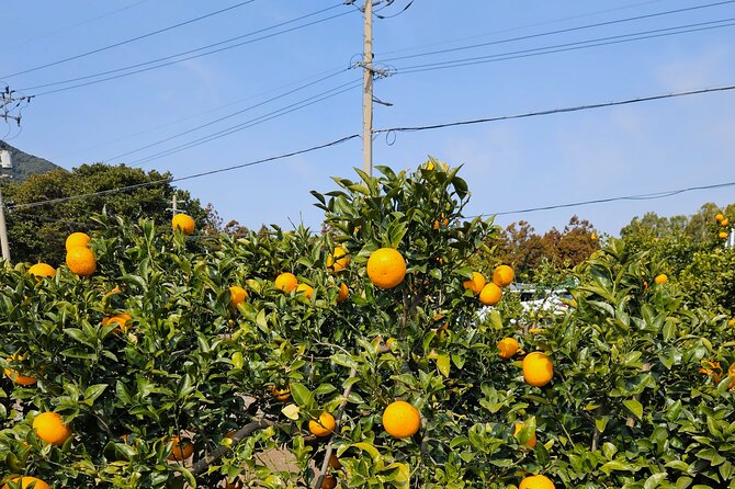 Private Tour South and West Jeju Island with Experienced Driver - Final Thoughts