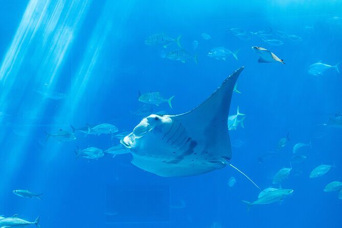 Private Tour Stingray City and One Snorkeling Stop - The Itinerary in Detail: What’s Included and What to Expect