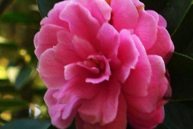 Private Tour: Stone Forest and Flower Birds Market with Lunch - The Flower Birds Market: A Colorful Slice of Local Life