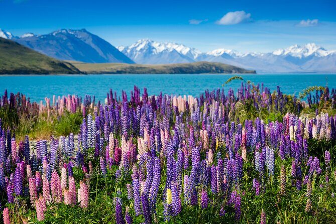Private Tour Tekapo from Christchurch - Key Points