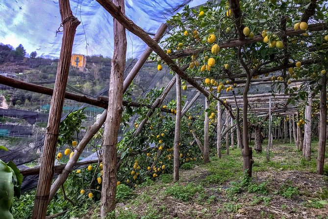 Private Tour: The Path of the Lemons - Booking Information and Pricing