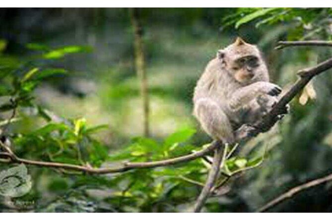 Private Tour: Tirta Empul, Tukad Cepung Waterfall & Penglipuran Village - Who Will Love This Tour?