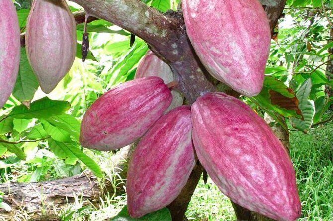 Private Tour to Aelan Chocolate Factory in Port Vila - Who Should Consider This Tour?