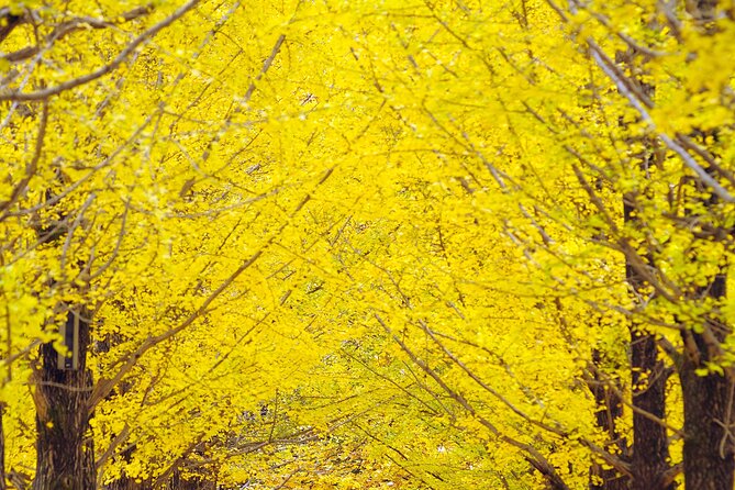 Private Tour to Alpaca world &Nami Island& Railbike with Tickets - Practical Details and Value