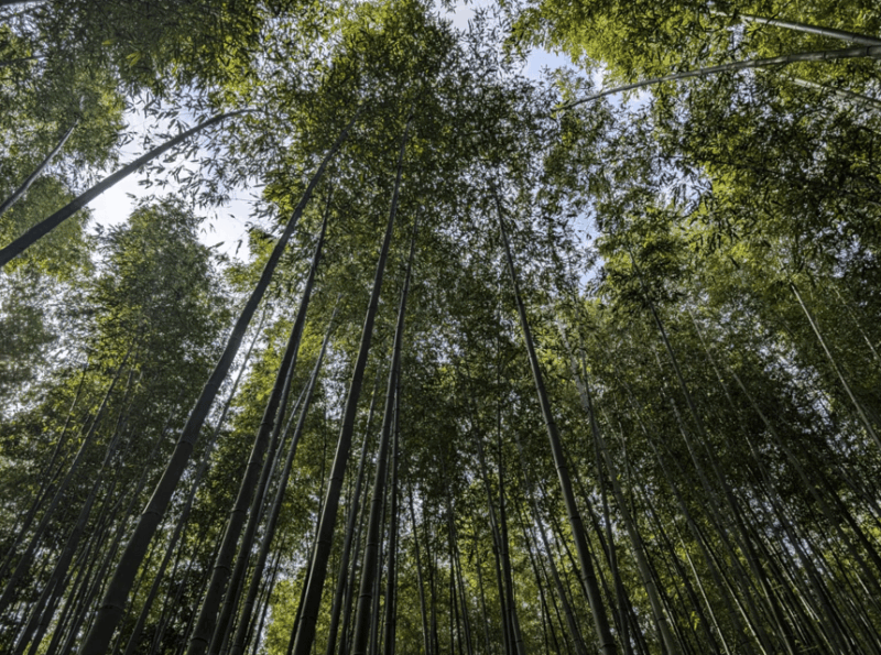 Private Tour To Arashiyama and Uji W/Spanish Speaking Guide - Itinerary Highlights