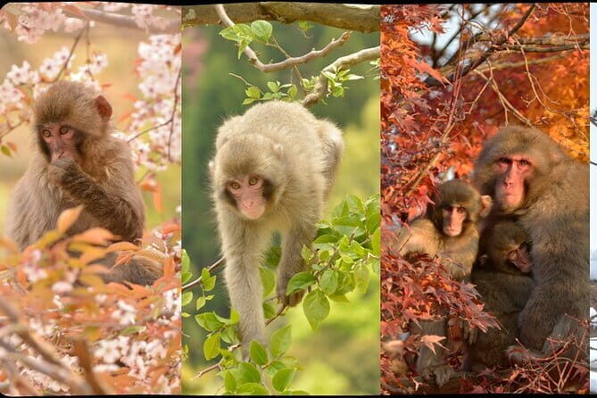 Private Tour to Arashiyama Monkey Park and Arashiyama Highlights - FAQ