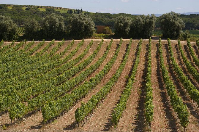 Private Tour to Aveiro, to the Sparkling Wine Cellars and Piglet Tasting - Introduction: A Taste of Portugal’s Culture and Cuisine