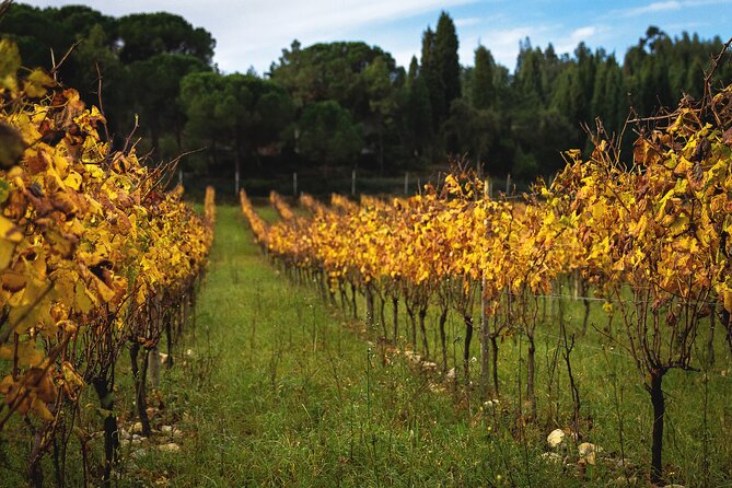 Private Tour to Aveiro, to the Sparkling Wine Cellars and Piglet Tasting - An In-Depth Look at the Tour Experience