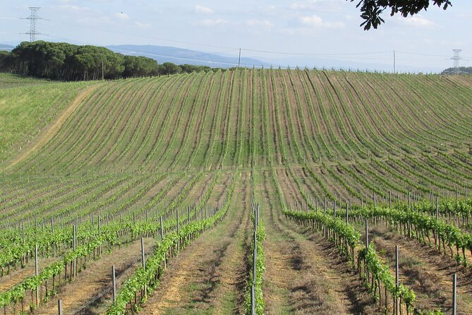 Private Tour to Aveiro, to the Sparkling Wine Cellars and Piglet Tasting - Who Will Love This Tour?