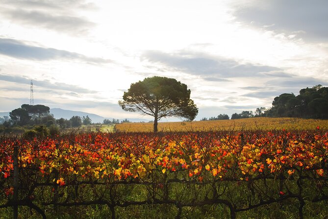 Private Tour to Aveiro, to the Sparkling Wine Cellars and Piglet Tasting - Final Thoughts