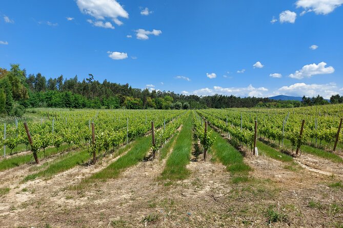 Private Tour to Aveiro, to the Sparkling Wine Cellars and Piglet Tasting - FAQ