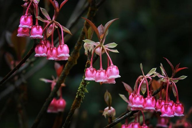 Private Tour To Ba Na Hills - Golden Bridge from Hoi An/ Da Nang - Key Points