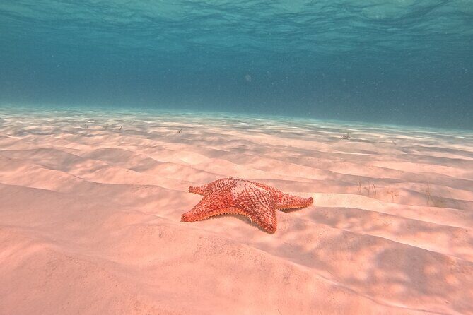 Private Tour to El Cielo and El Cielito and Palancar Cozumel - What’s Included and Whats Not