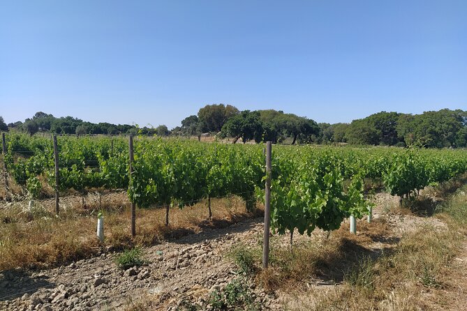 Private Tour to Évora with Wine tasting - The Sum Up: Who Will Love This Tour?