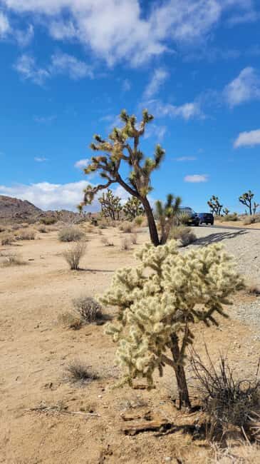Private tour to Joshua Tree National park from Los Angeles - Who Should Book This Tour?