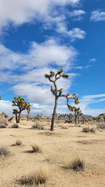 Private tour to Joshua Tree National park from Los Angeles - The Sum Up