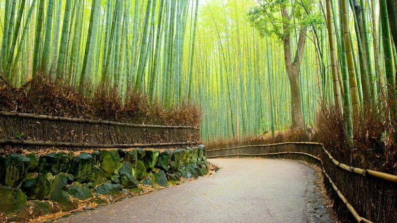 Private Tour to Monkey Park and Arashiyama Highlights - Key Points