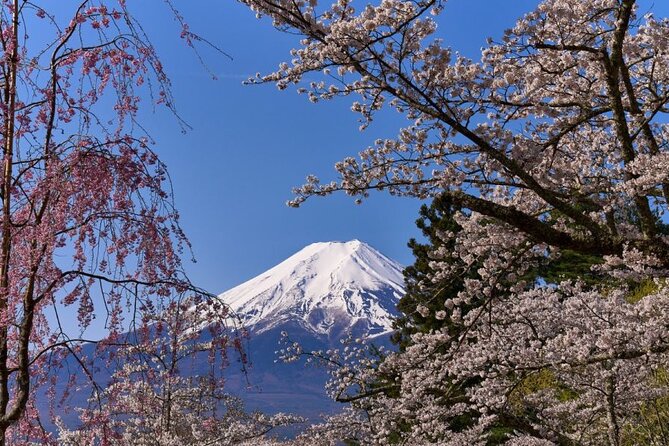 Private Tour to Mount Fuji With an English Driver From Tokyo - Lunch Break