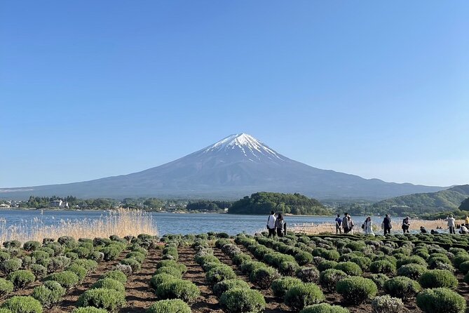 Private Tour to Mt Fuji and Hakone With English Speaking Driver - Tour Experience and Highlights