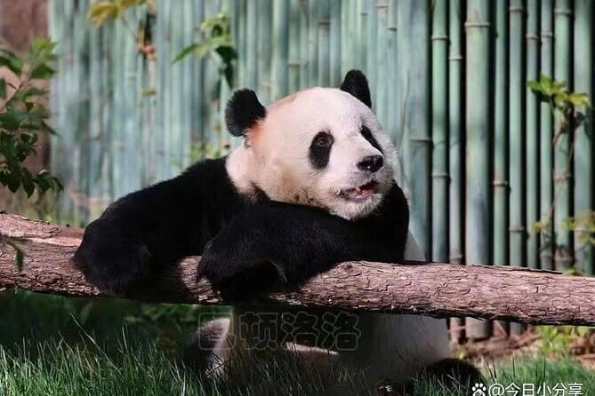 Private Tour to Mutianyu Great Wall and Panda House - An In-Depth Look at the Tour Experience